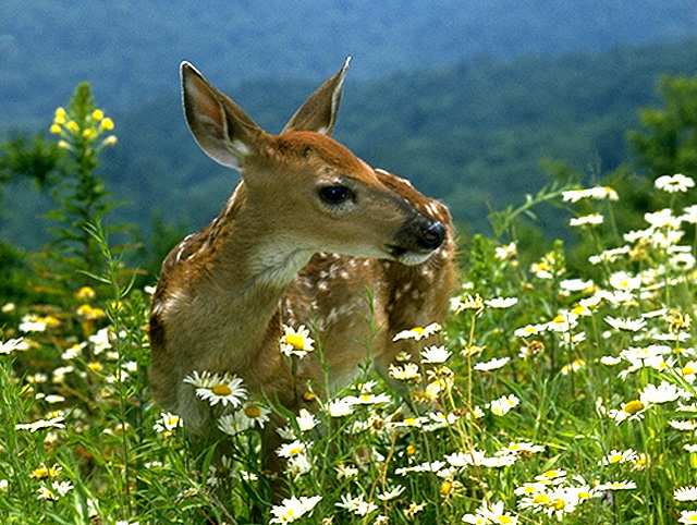 UK Week for the Animals Become Involved